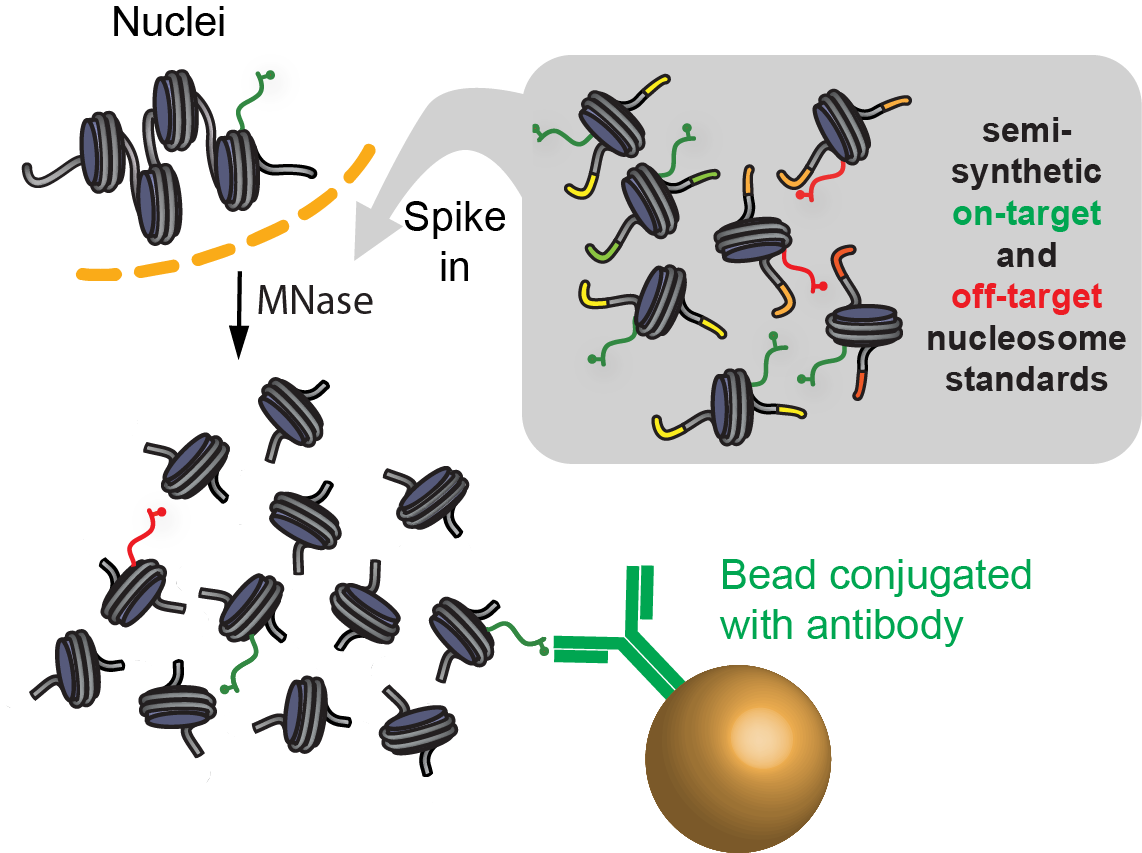Native internally calibrated chromatin immunoprecipitation for ...
